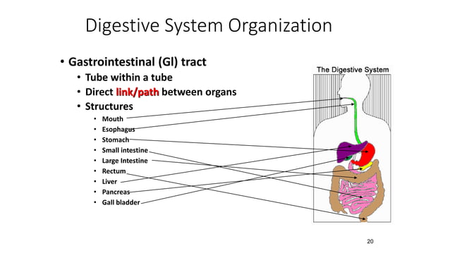 COT GRADE 8 - DIGESTIE SYSTEM.pptx