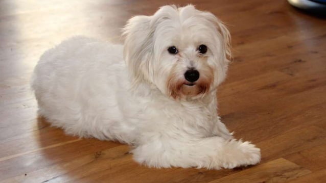 Coton de tulear dog breed information | PPTX