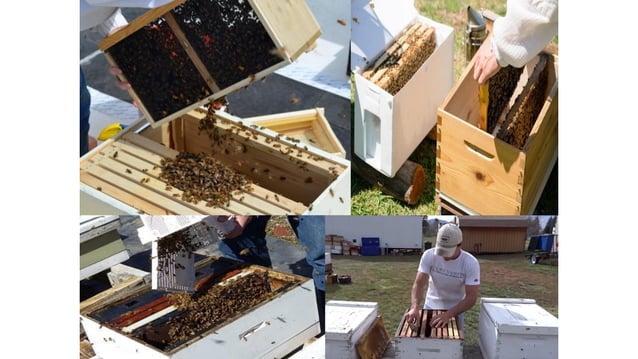 Cottage Industry.pdf apiculture and sericulture | PDF | Agriculture | Industries