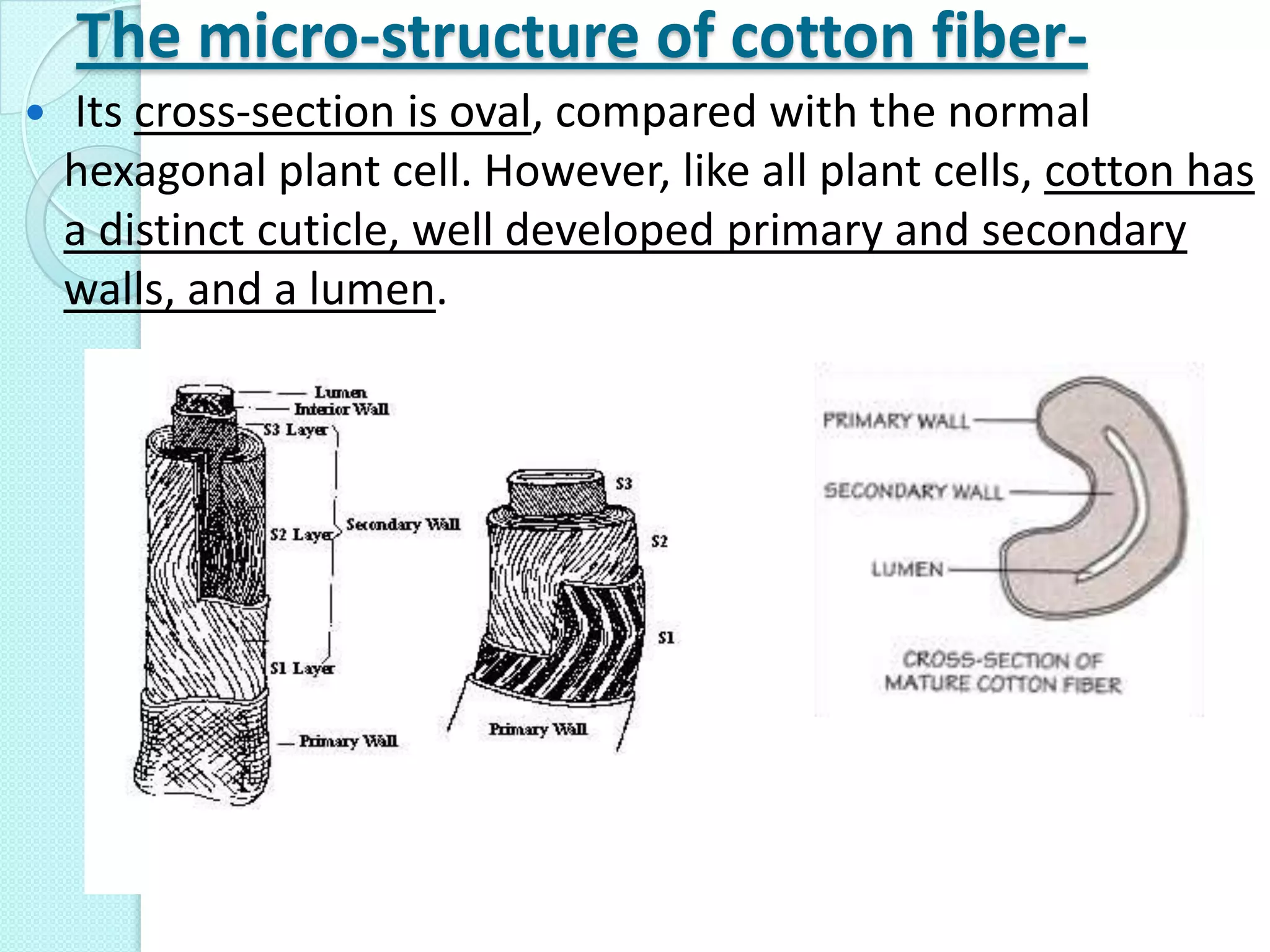 Cotton fiber manufacturing, physical and chemical properties | PPTX