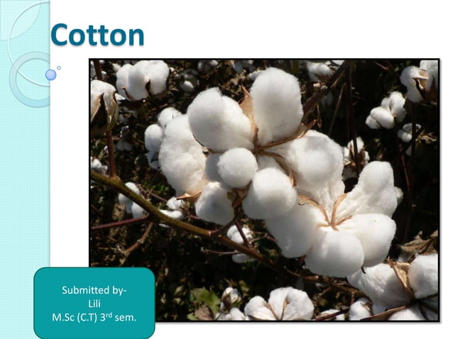 Cotton fiber manufacturing, physical and chemical properties | PPT
