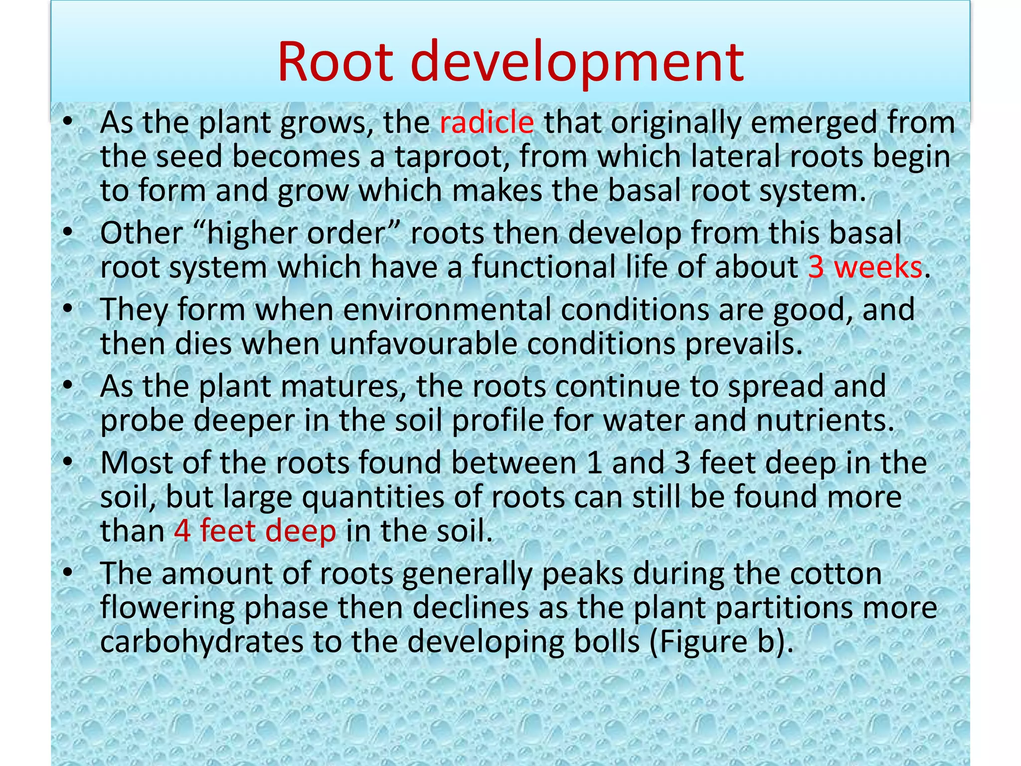 Cotton botanical aspects | PPTX