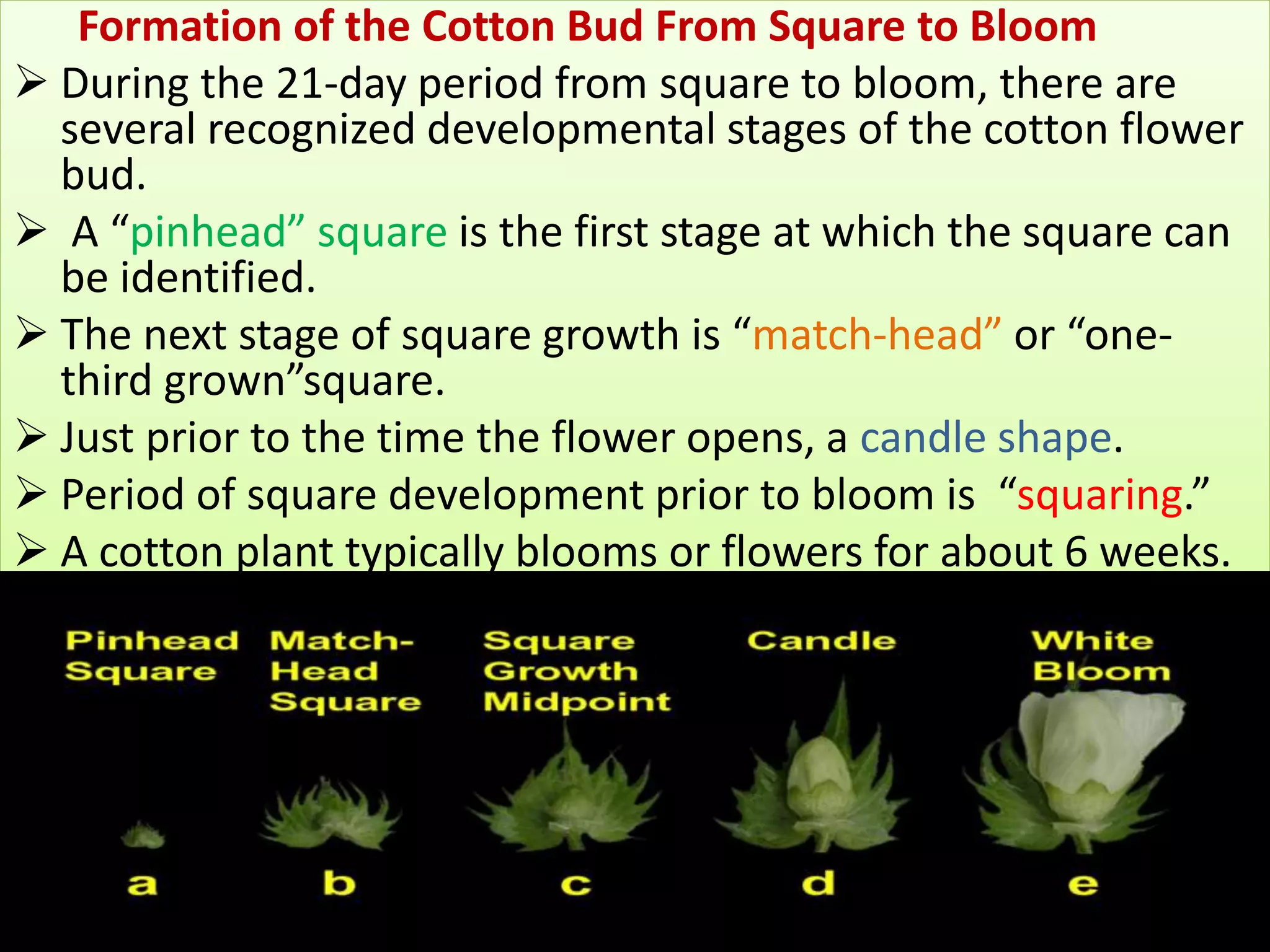 Cotton botanical aspects | PPTX