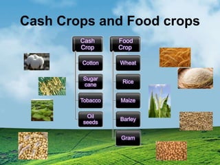 Cotton Crop Report w.r.t Pakistan (Agriculture Economics) | PPTX