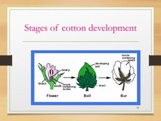 Cotton | PDF