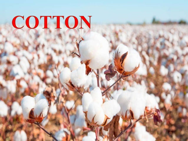 Cotton | PPTX