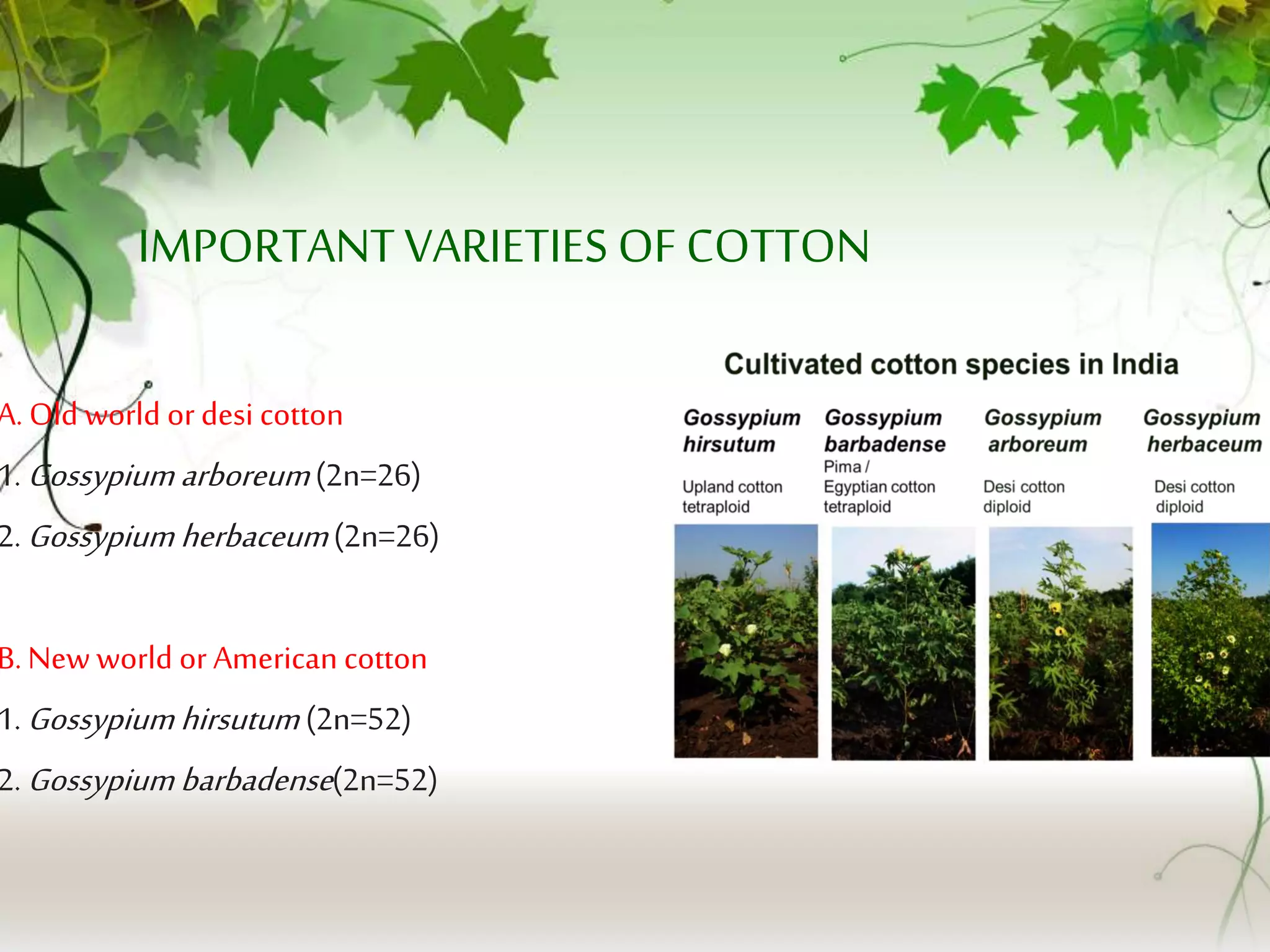 All Details About Cotton | PPTX