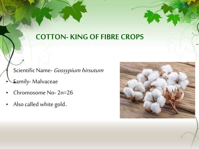 All Details About Cotton | PPTX | Agriculture | Industries