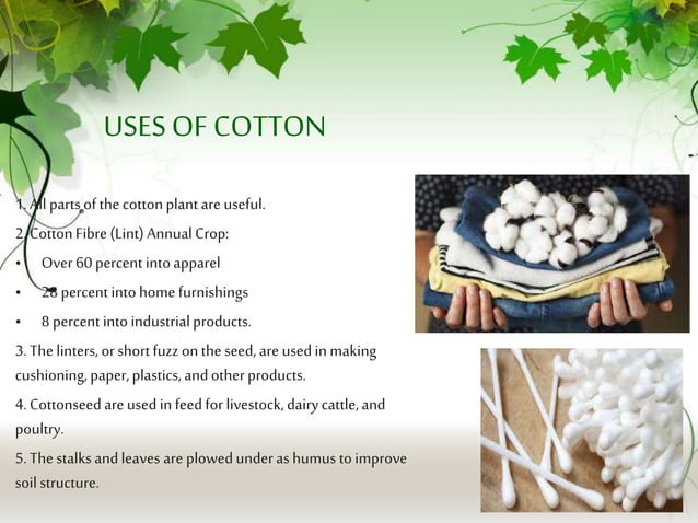 All Details About Cotton | PPTX | Agriculture | Industries