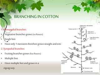 All Details About Cotton | PPTX | Agriculture | Industries