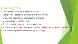 COTTON.pptx
