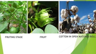 COTTON.pptx