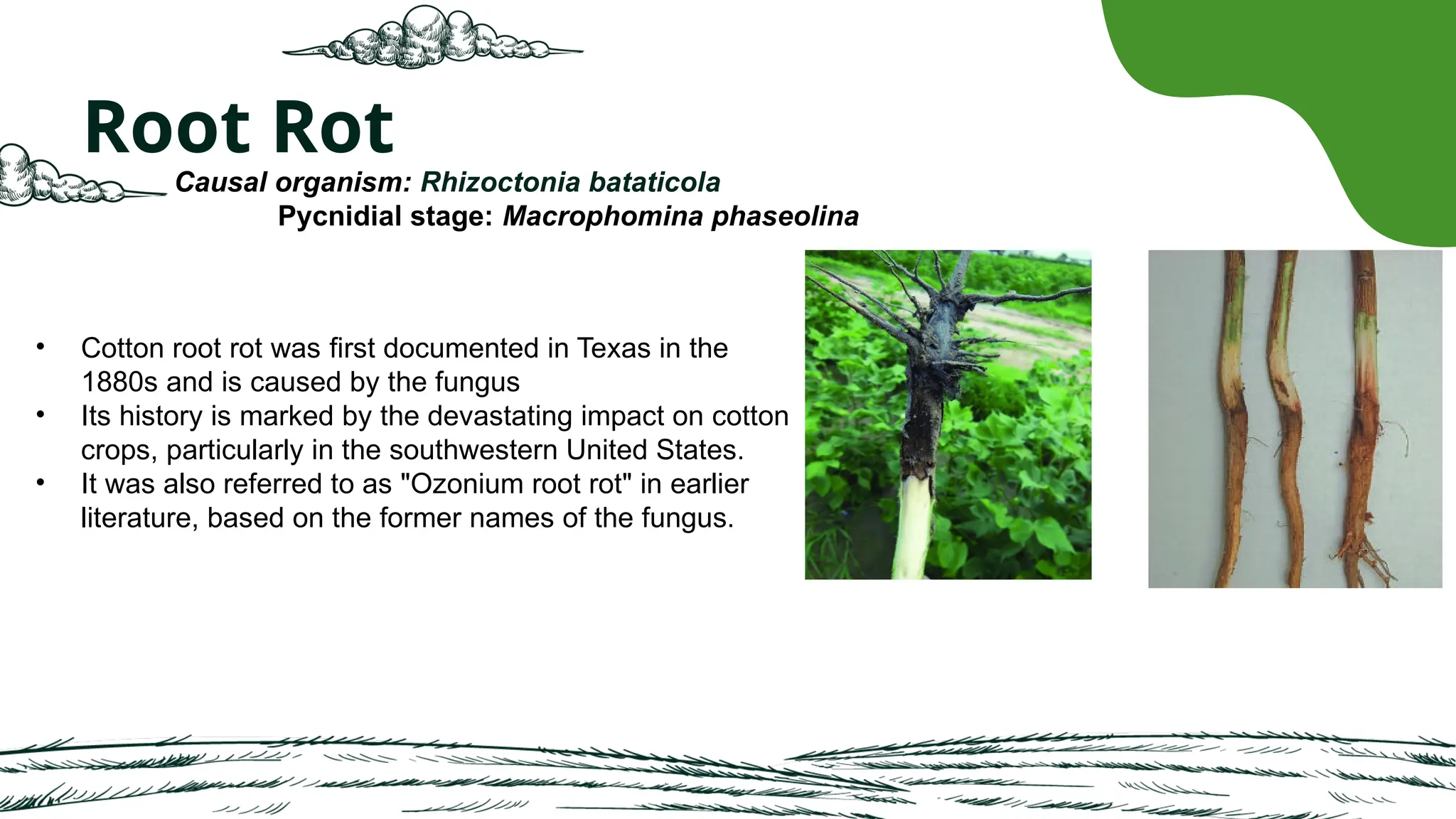 Diseases of Cotton in India(Major disesaes).pptx