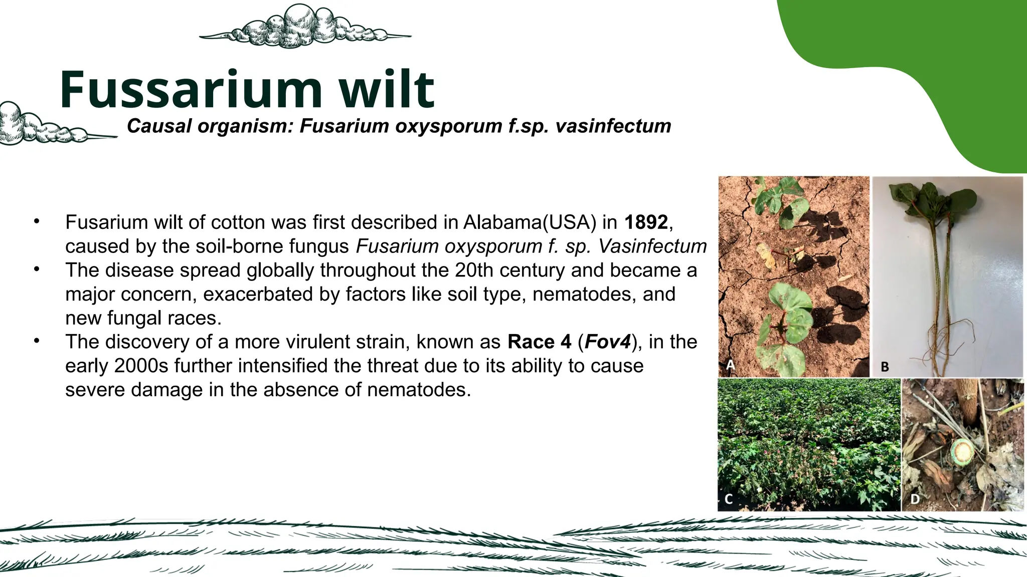 Diseases of Cotton in India(Major disesaes).pptx