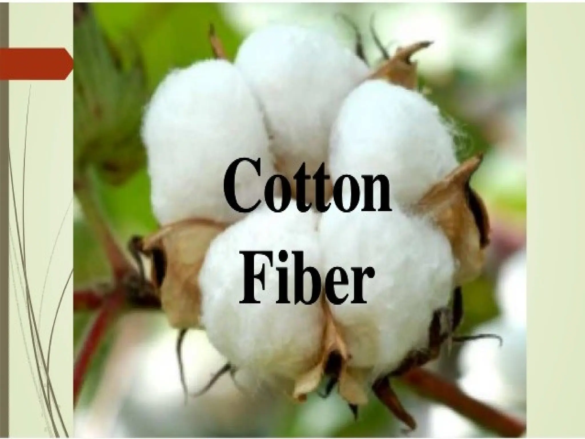 Cotton textile fiber manufacturing process | PPTX
