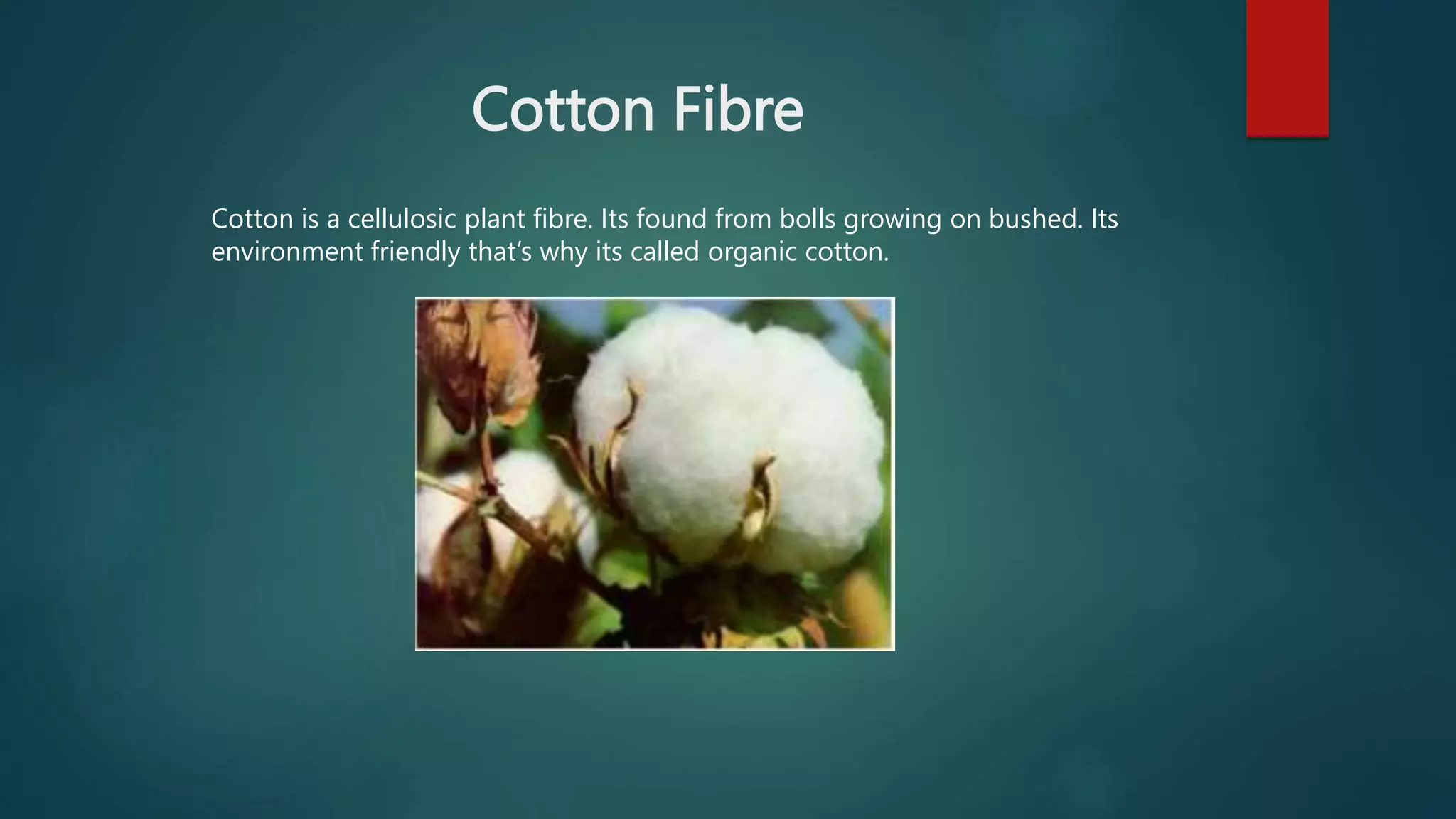 Cotton-Fiber.pptx