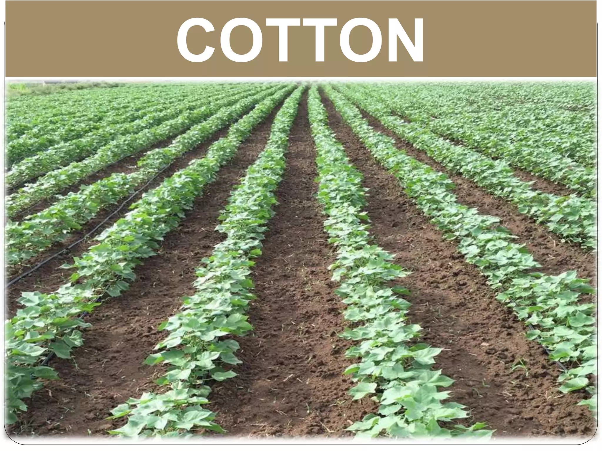 Cotton, origin, Floral structure & biology, Breeding Techniques ...