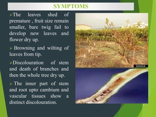 Cotton and guava wilt | PPTX