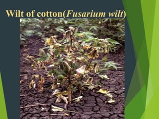 Cotton and guava wilt | PPTX