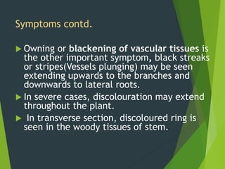 Cotton and guava wilt | PPTX