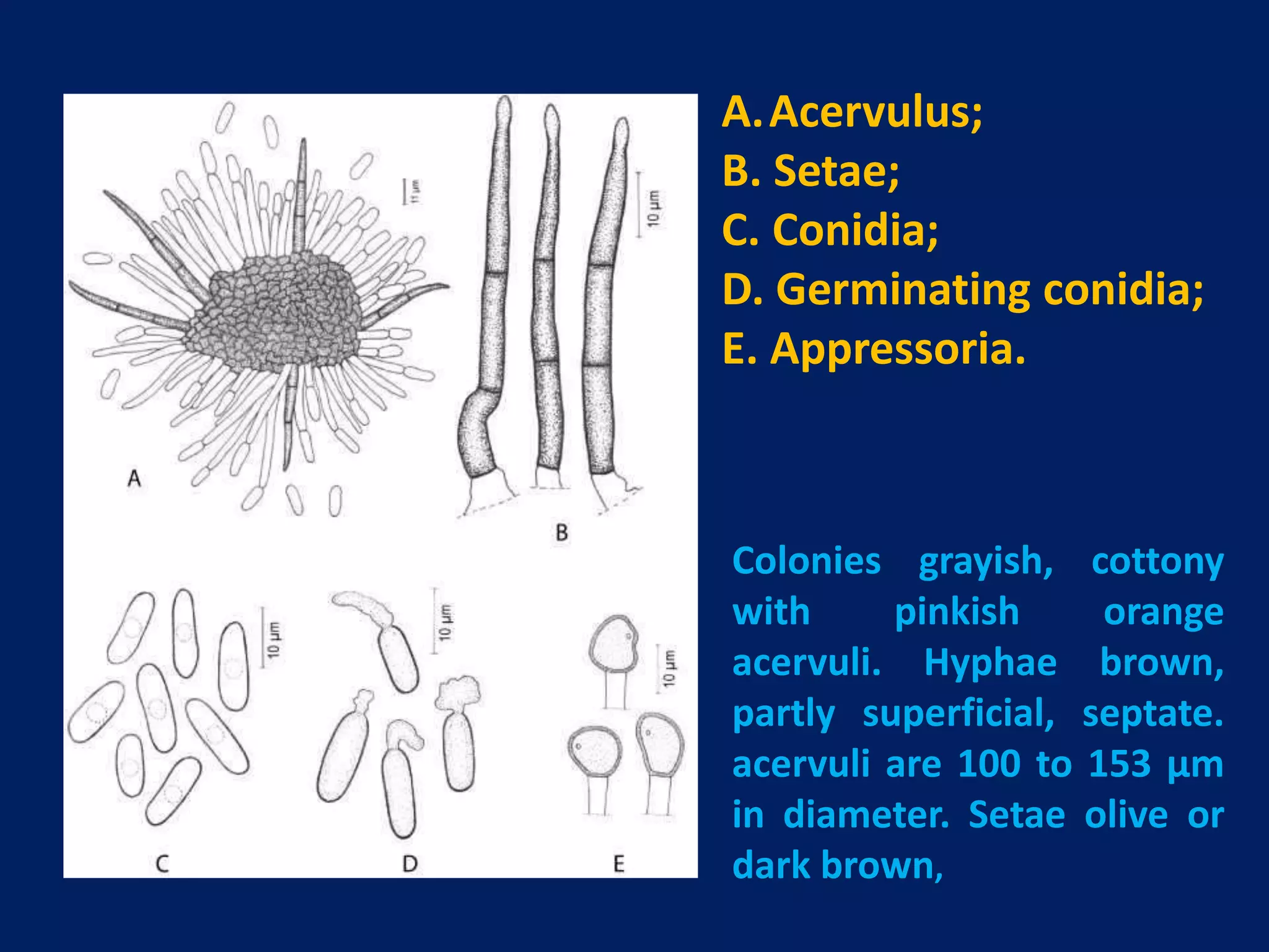 Vascular wilt, Anthracnose and Black arm or angular leaf spot disease ...
