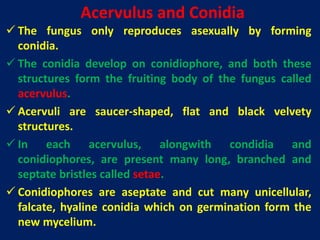 Vascular wilt, Anthracnose and Black arm or angular leaf spot disease ...