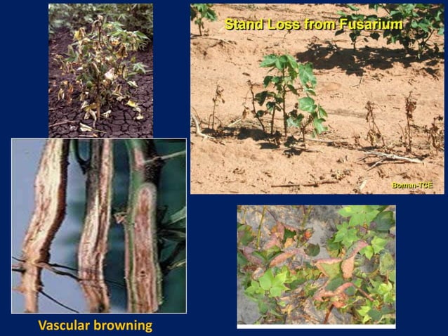 Vascular wilt, Anthracnose and Black arm or angular leaf spot disease ...