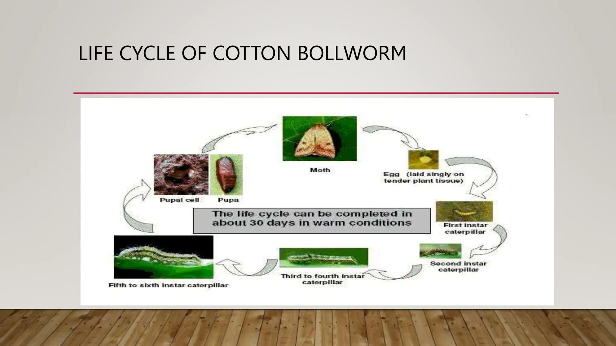 cotton bollworm Entomology presentation. | PPTX | Agriculture | Industries