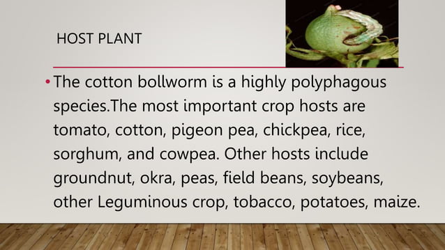 cotton bollworm Entomology presentation. | PPT