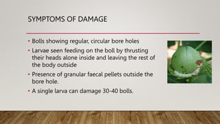 cotton bollworm Entomology presentation. | PPTX | Agriculture | Industries