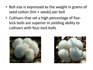 Cotton breeding | PPTX
