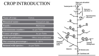 cotton crop breeding ( introduction .pptx