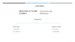 Cotton crop | PPTX