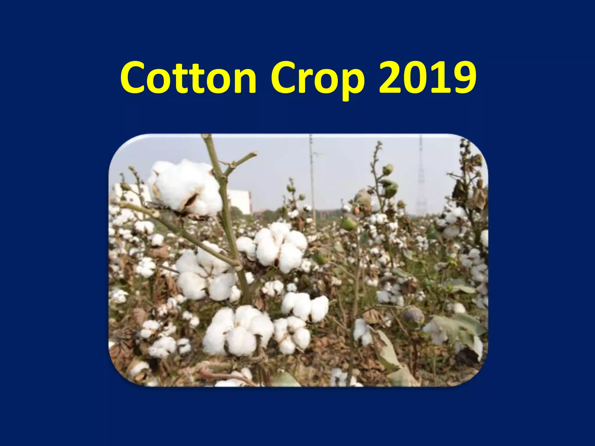 Cotton crop 2019 issues & way forward | PPTX