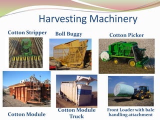 Cotton Crop Presentation | PPTX