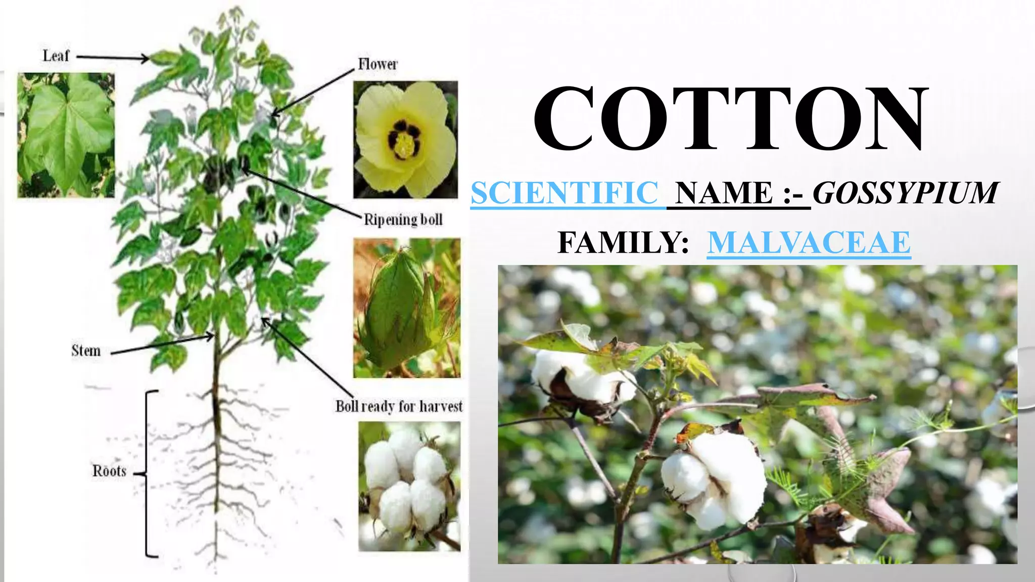 Cotton crop cultivation | PPTX