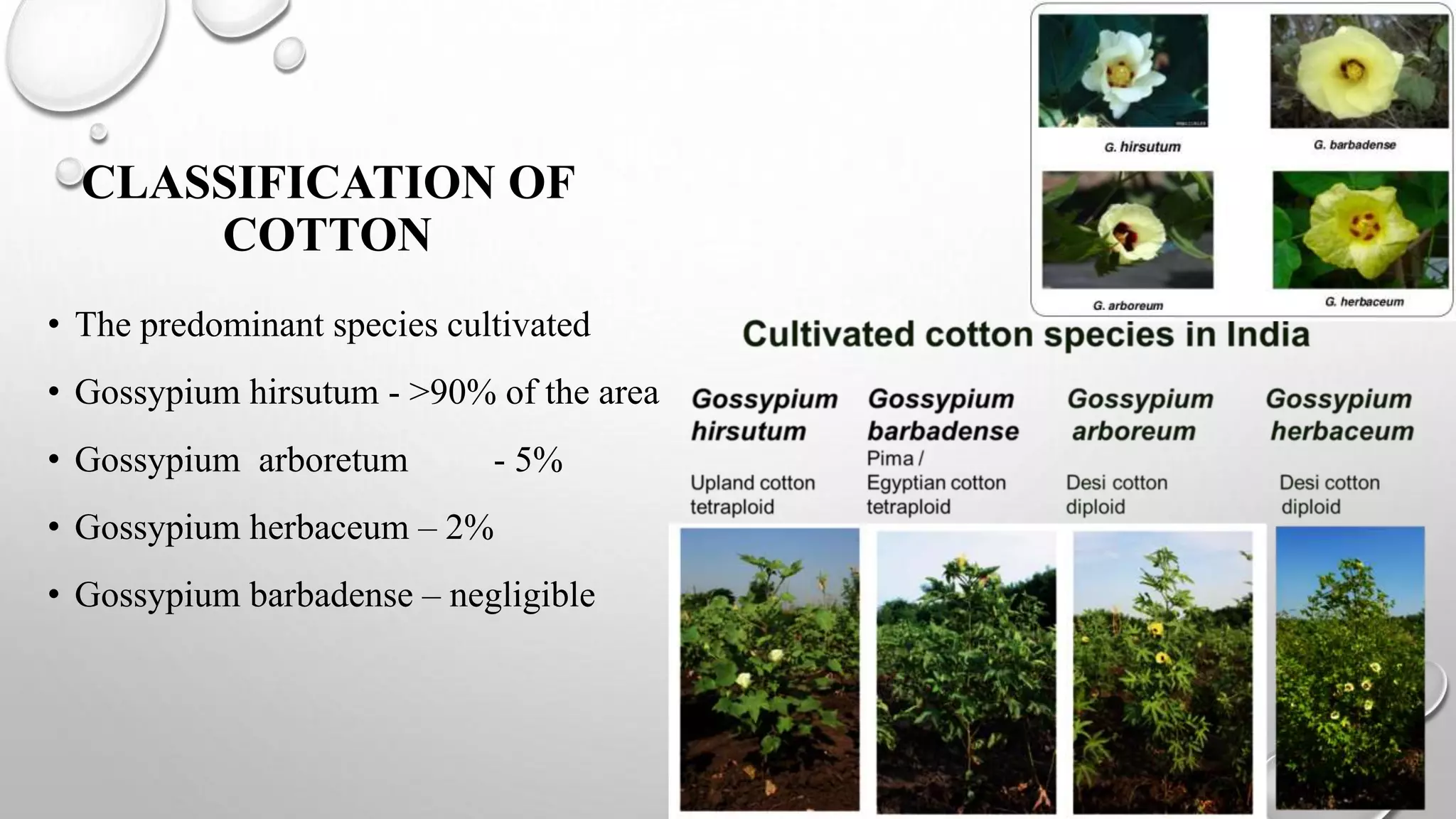 Cotton crop cultivation | PPTX
