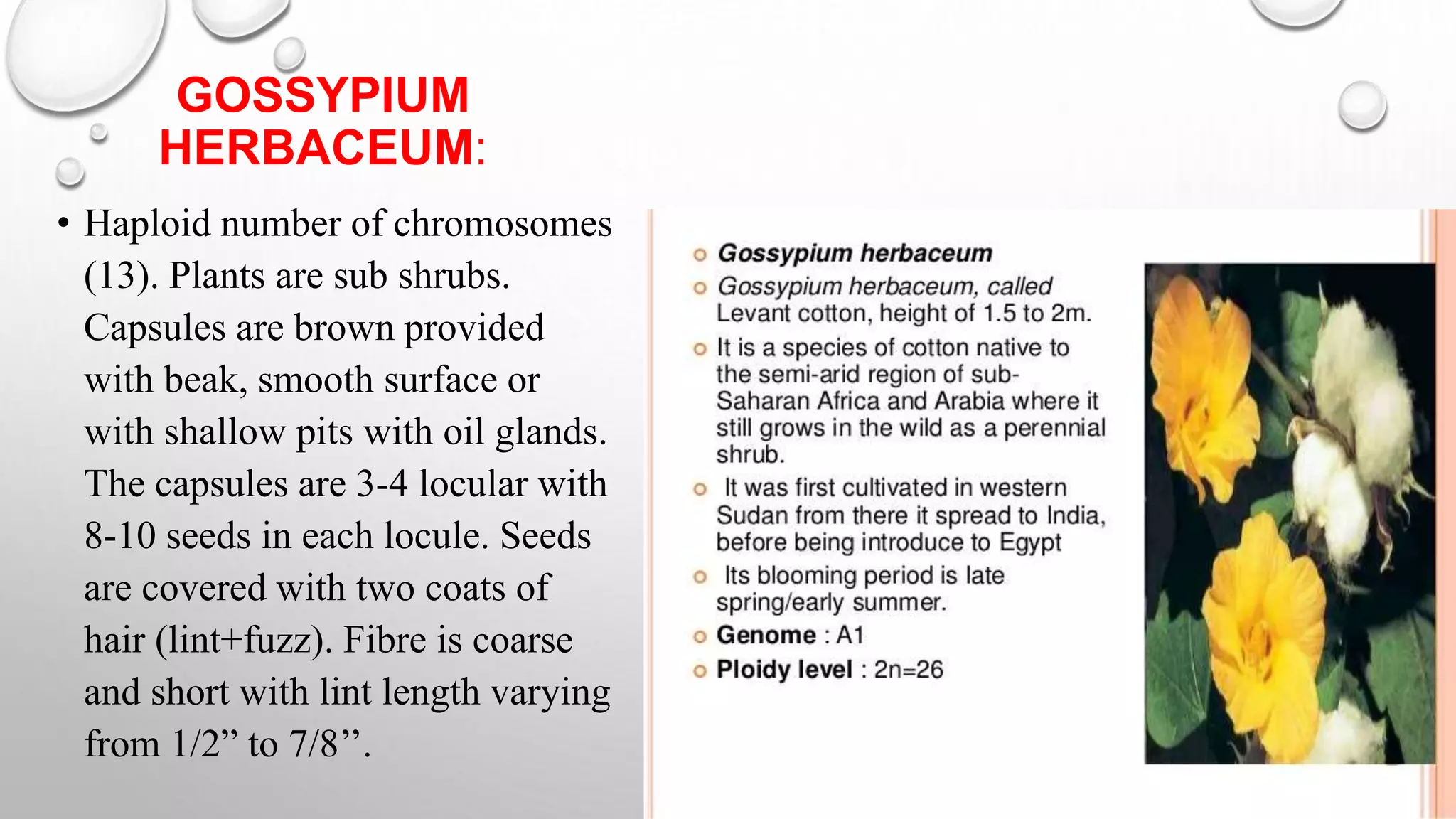 Cotton crop cultivation | PPTX
