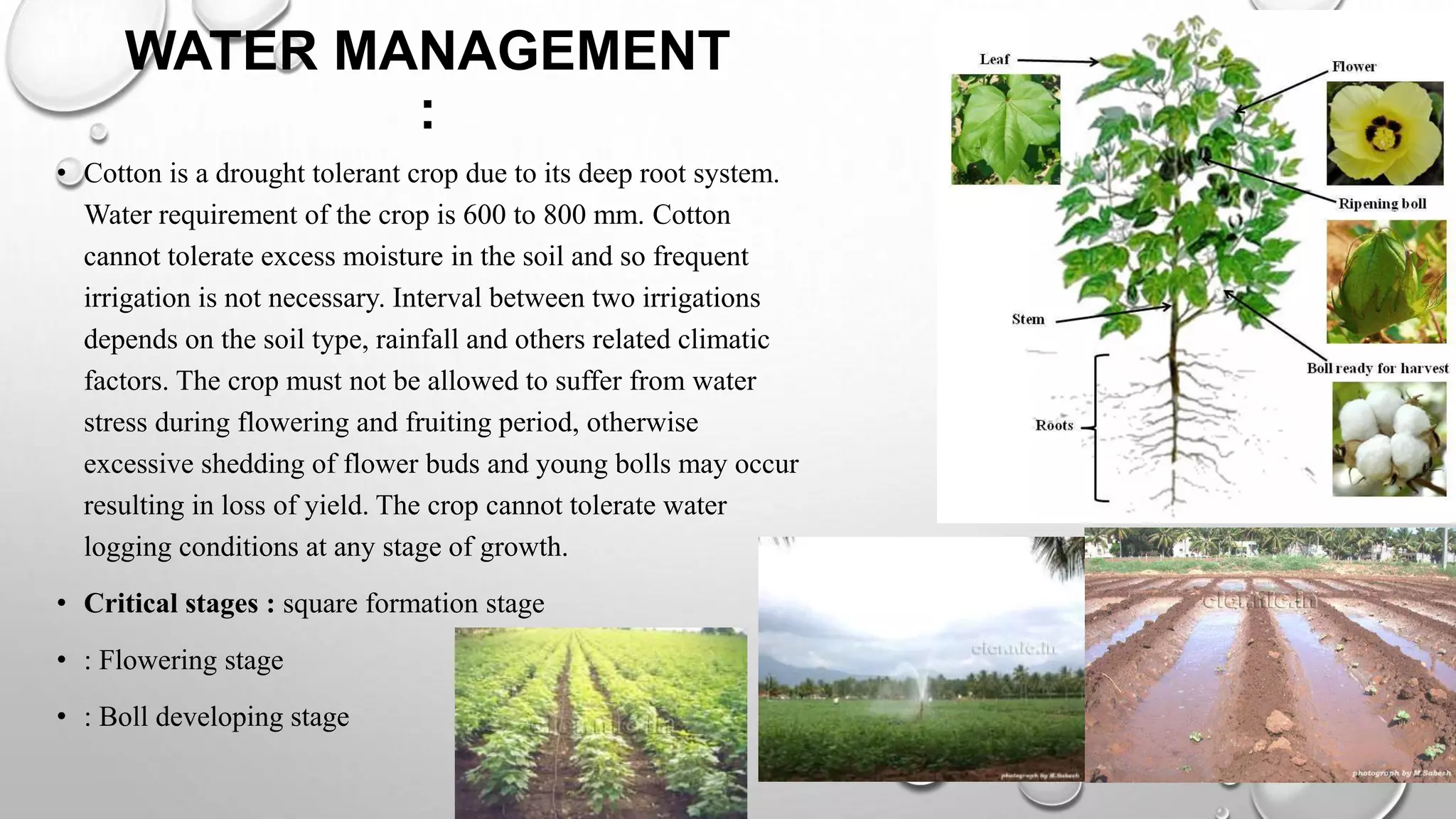 Cotton crop cultivation | PPTX