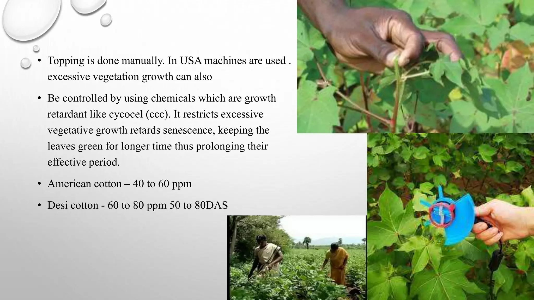 Cotton crop cultivation | PPTX