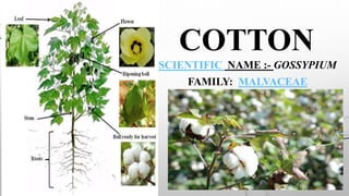 Cotton Cultivation