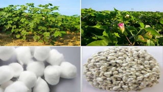 Cotton Cultivation