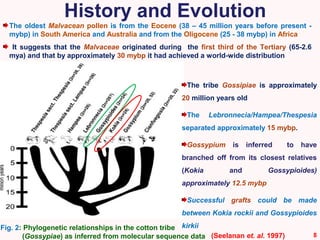 Cotton evolution at a glance | PPT