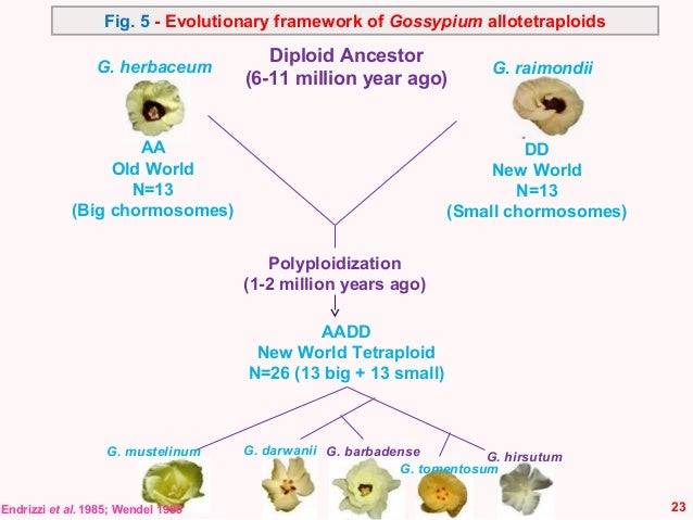 Cotton evolution at a glance