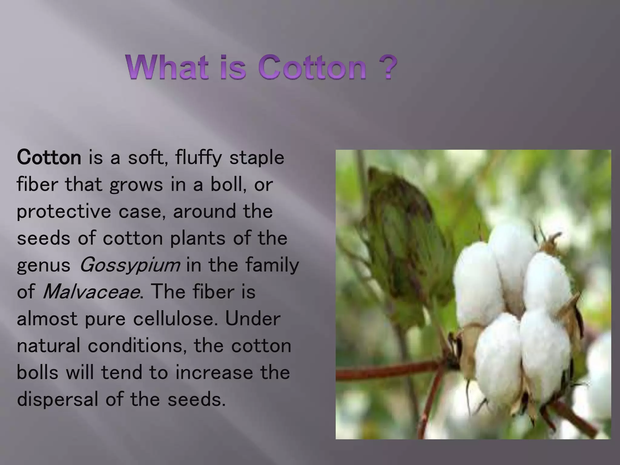 Presebtation - Cotton fibre | PPTX