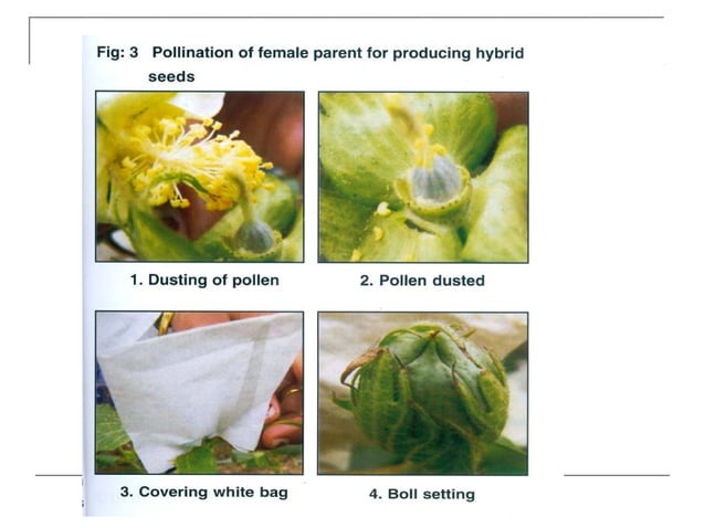 Cotton hybrid seed production | PPT