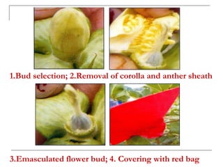 Cotton hybrid seed production | PPT