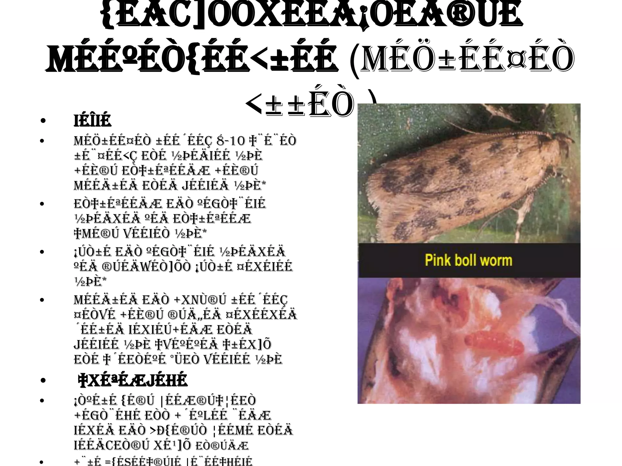 Cotton insect control power point | PPTX