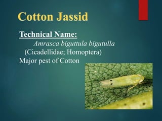 Cotton jassid | PPTX