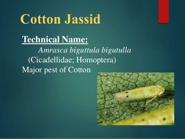Cotton jassid
